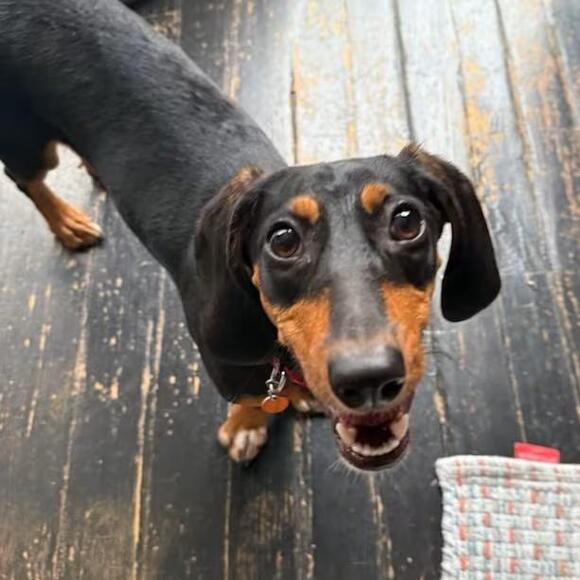 🐶 Playful & Loving Dogs Ready for Adoption in Normal, IL - NewsBreak