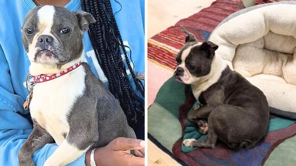 Meet The 13lb Little Dog Who Loves Being Carried Like a Baby Now ...