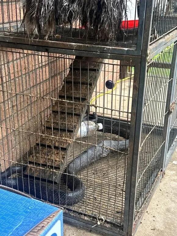 Chicken owner posts photo of coop and huge rat snake with a food bulge ...