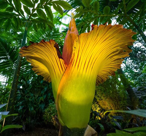 The Corpse Flower That Smells Like Rotting Flesh to Attract Pollinators ...