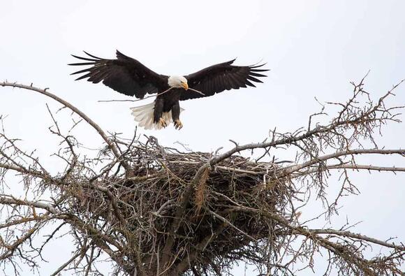 Bald Eagle Population by State in 2024 - NewsBreak