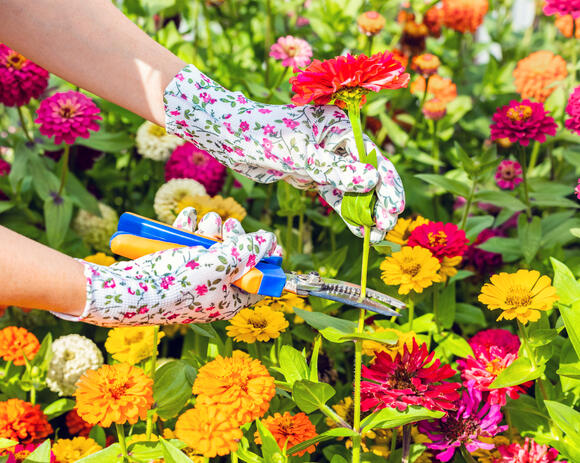 It’s Not Too Late! 7 Cutting Garden Flowers You Can Still Sow in June ...