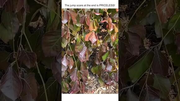 Woman Hiding From Friendly Deer Gets Unexpected Surprise Right Over Her ...