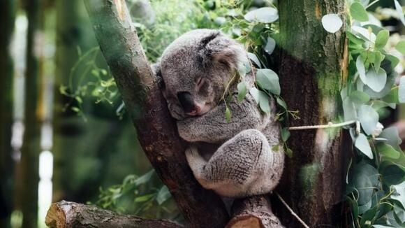 Koalas Sleep More Than Sloths - NewsBreak