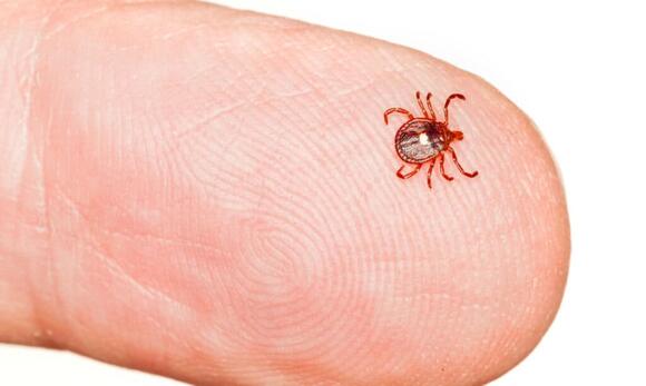 Baby Ticks (Seed Ticks): 6 Pictures and How to Get Rid of Them - NewsBreak