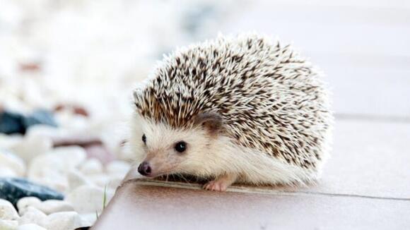 14 Animals That Have Evolved Unique Ways to Protect Themselves - NewsBreak