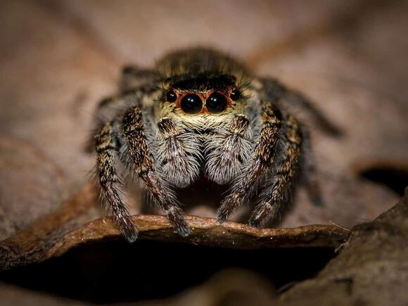 13 Spider Species Thriving in Changing Environments - NewsBreak