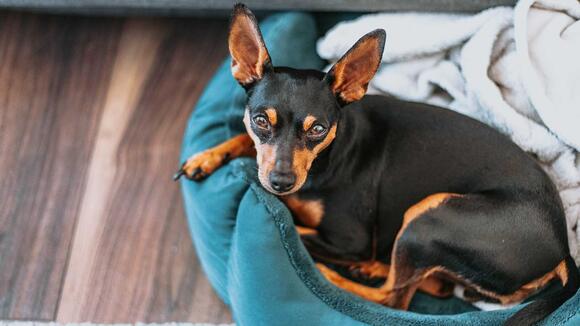 13 Quirky Things Dogs Like to Do When They Think They're Alone - NewsBreak