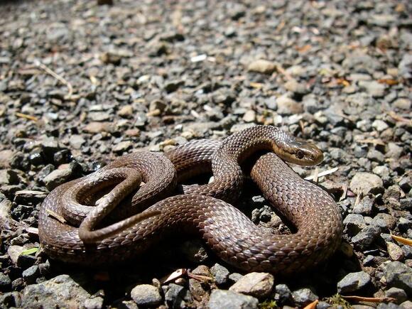7 Green Snakes Found in Northern California (Identification Guide ...