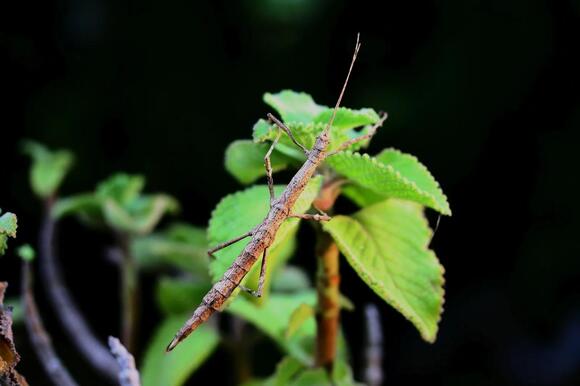 How Insects Have Evolved to Become the Most Successful Creatures on ...