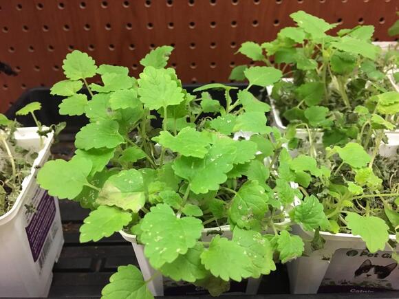 Think You Know Catnip? The Surprising Truth Behind Its Power - NewsBreak
