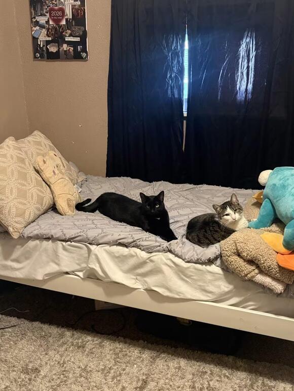 🐱 Sweet Shy And Playful Cats Ready For Adoption In Lansing Newsbreak