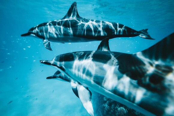 11 Things You Did Not Know About Dolphin Intelligence - NewsBreak