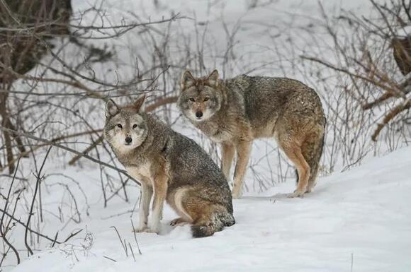 8 Amazing Facts About Coywolves That Reveal North America’s New ...