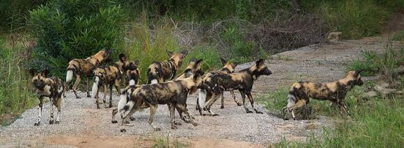 How Wild Dogs Work Together to Take Down Prey - NewsBreak