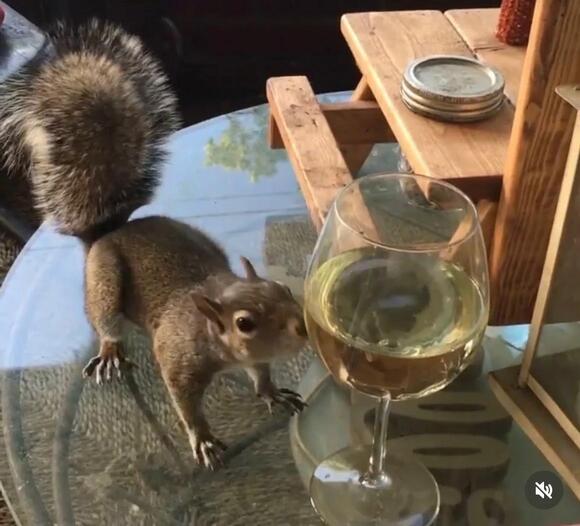 Peanuts & Patience: Meet Owensboro's Squirrel Whisperer - NewsBreak