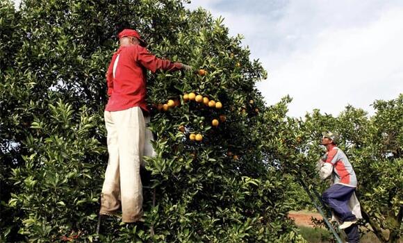Citrus harvest 'virtually halted' as workers fearing Trump order skip ...