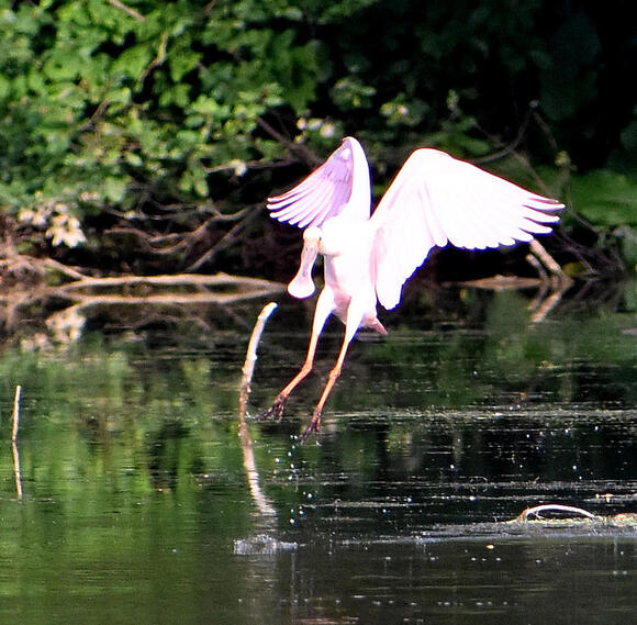 Birders Rush to West Michigan After Rare Bird Alert - NewsBreak