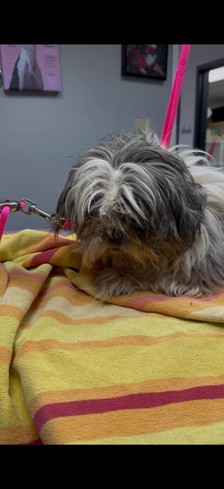 Why NJ Dog Barbers Is A Haven For Neglected Animals - NewsBreak