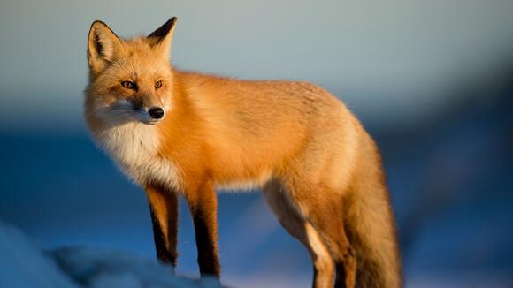 10 Amazing Facts About Foxes That Will Make You Appreciate Them More ...