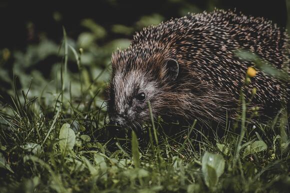 The African Pygmy Hedgehog – A Nocturnal Charm in Miniature - NewsBreak