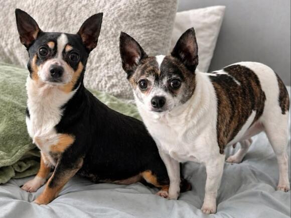 From Hoarding Nightmare to Hope: Meet the Bonded Pair Learning to Trust ...