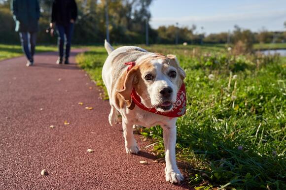 15 Sweetest Dog Breeds That Make Terrible Watchdogs (But Lovely Pets ...