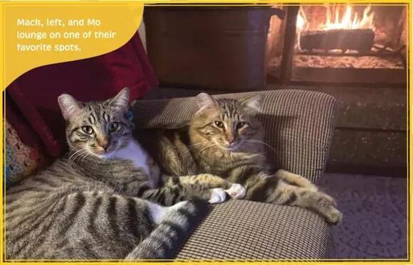 Confessions of a Cat Junkie - NewsBreak