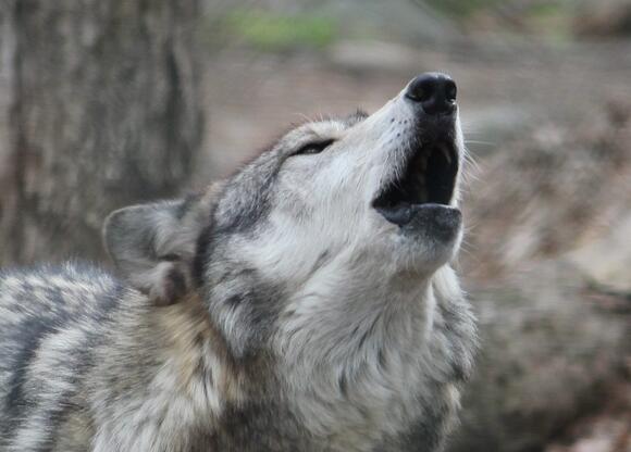 Why Do Wolves Howl at the Moon? - NewsBreak