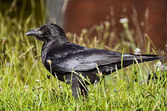Injured Raven Returns to the Wild After Recovery at California Rescue ...