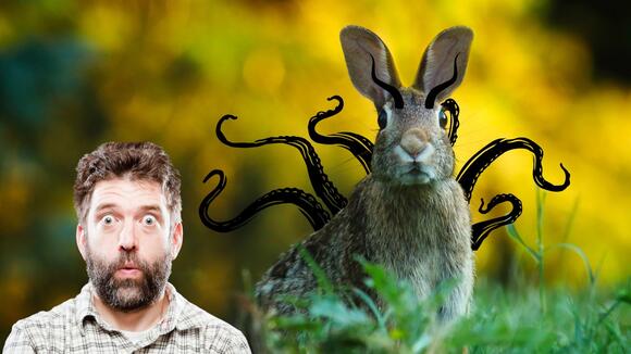 Horned Rabbits in Wisconsin Linked to Shope Papillomavirus - NewsBreak