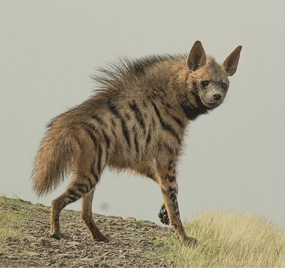 The Pungent Scent of the Male Brown Hyena - NewsBreak