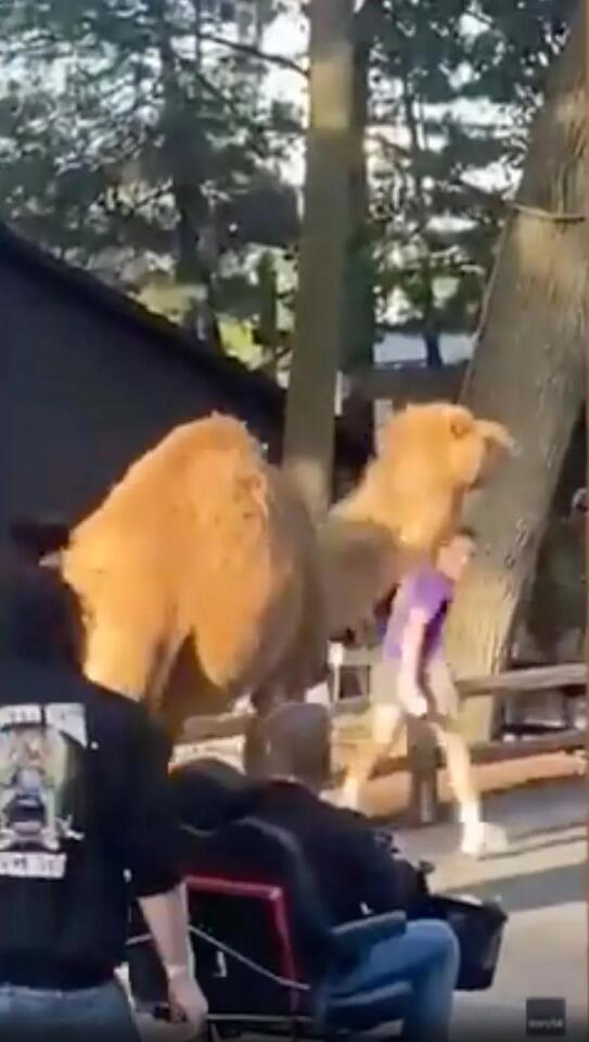 Camels escape enclosure at Cedar Point amusement park causing patrons ...