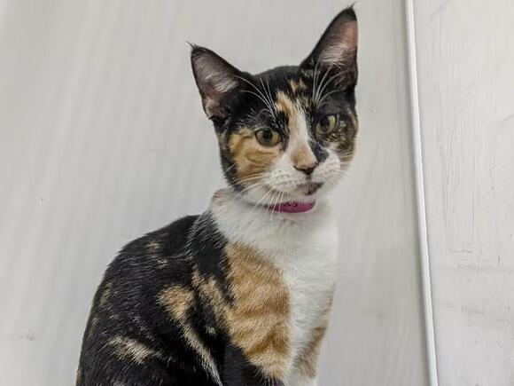 🐱 Playful & Charming Cats Ready for Adoption in Powell, Ohio - NewsBreak