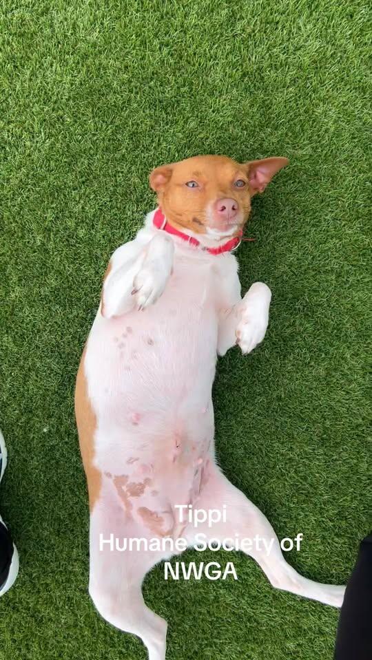 Jack Russell Terrier mix available for adoption - NewsBreak