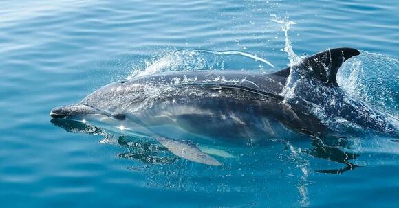 Watch This Dolphin’s Reaction To Hearing Mariah Carey’s Famous Whistle ...