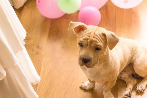 How Do Dogs Know When You’re Sad? - NewsBreak