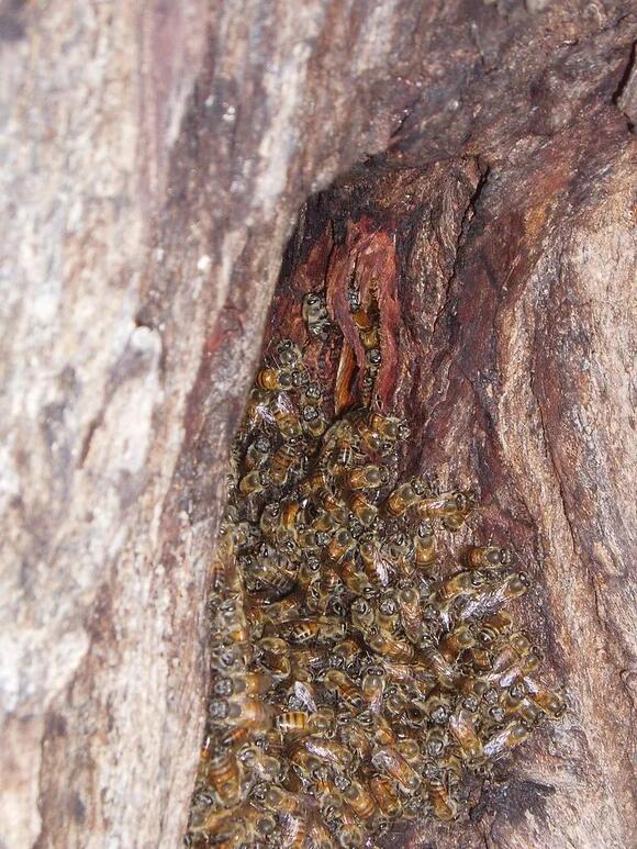 9 Stinging Insects in East Tennessee and How to Identify Them - NewsBreak