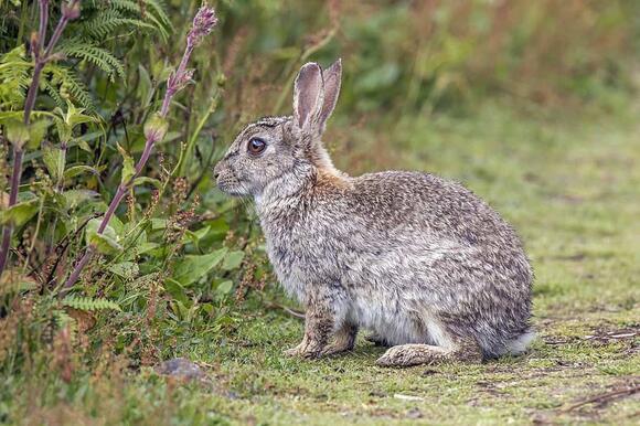 US States Terrorized By The Invasive European Rabbit - NewsBreak