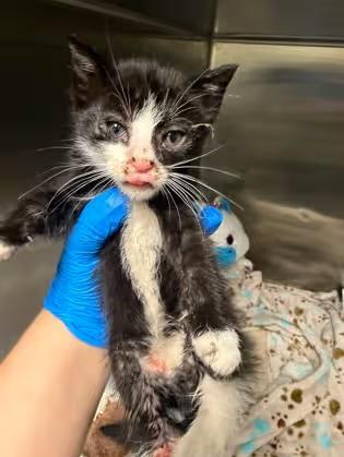🐱 Playful & Sweet Cats Ready for Adoption in Wantagh, NY - NewsBreak
