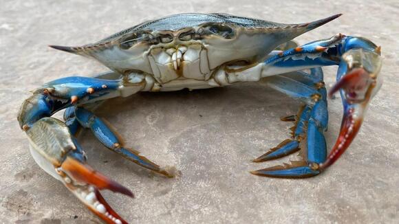 Holly Beach Crab Festival Set for This Weekend - NewsBreak