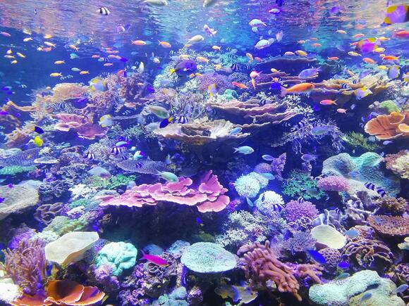 The Effect of Space Weather on Earth’s Wildlife: How Solar Flares and ...