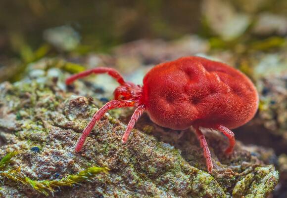 These Tiny Creatures Are the World’s Smallest Predators - NewsBreak