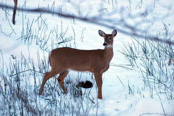 2025 Michigan Whitetail Deer Season by County Summary - NewsBreak