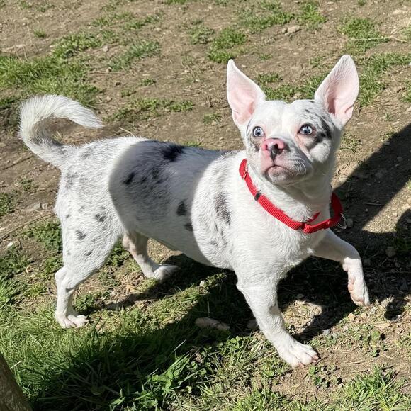 Local Shelter's Hilariously Direct Listing Introduces Dog With "Cold ...