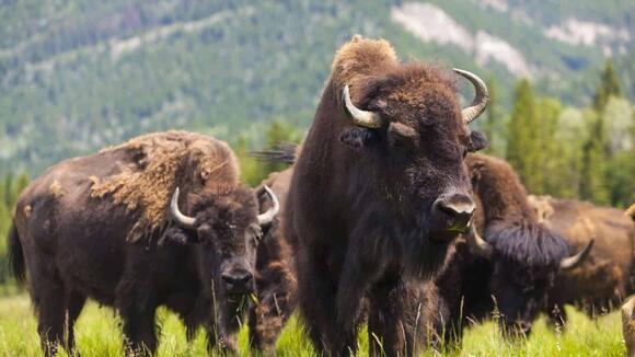 How Fast Can a Bison Run? Faster Than You Think - NewsBreak