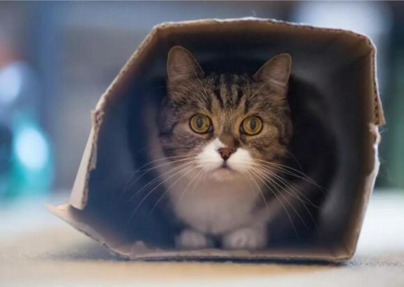 Turn Your Skills Into Joy For Shelter Animals In Sioux Falls - NewsBreak