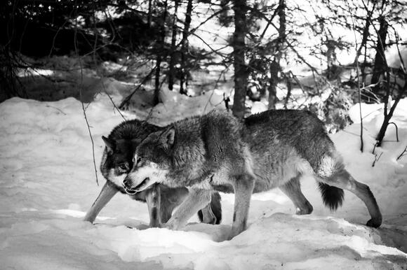 Scientists Discover the Largest Wolf Pack Roaming America - NewsBreak
