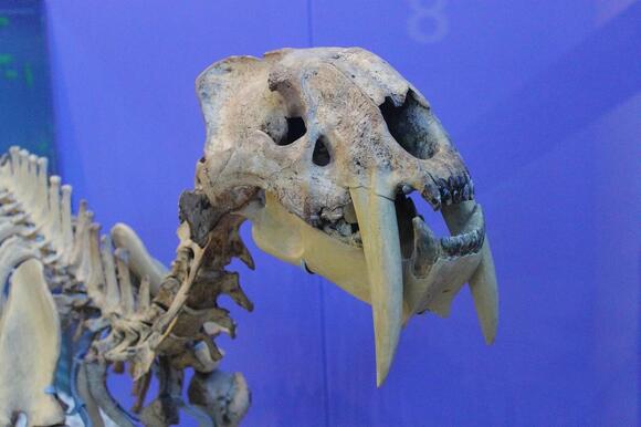 The Saber-Toothed Tiger vs. The Cave Lion — Who Really Ruled the Ice ...