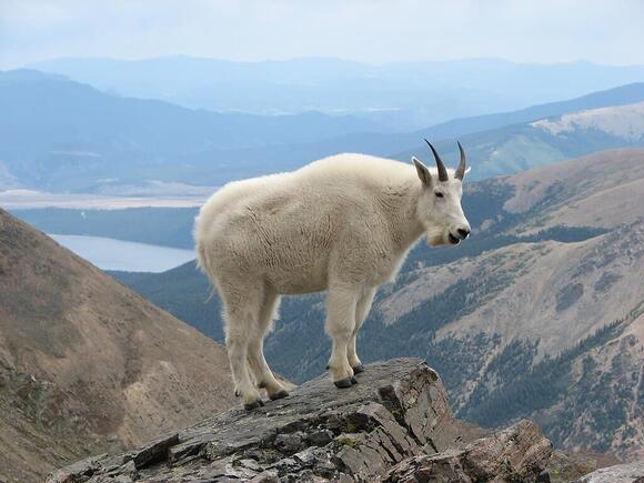 Animals and Wildlife in Alberta - NewsBreak